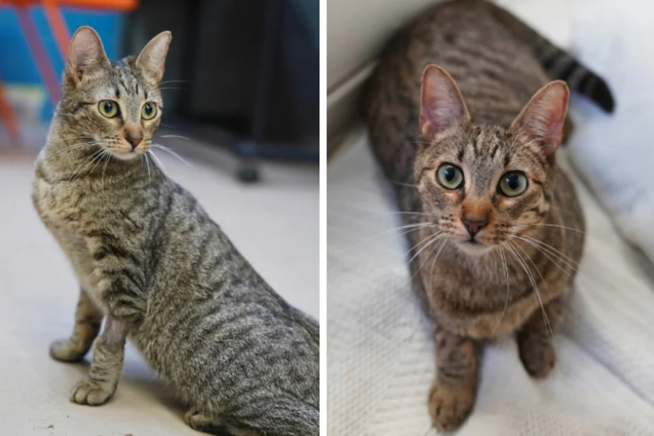 Katze Sally kann plötzlich nicht mehr laufen: Eine gefährliche ...